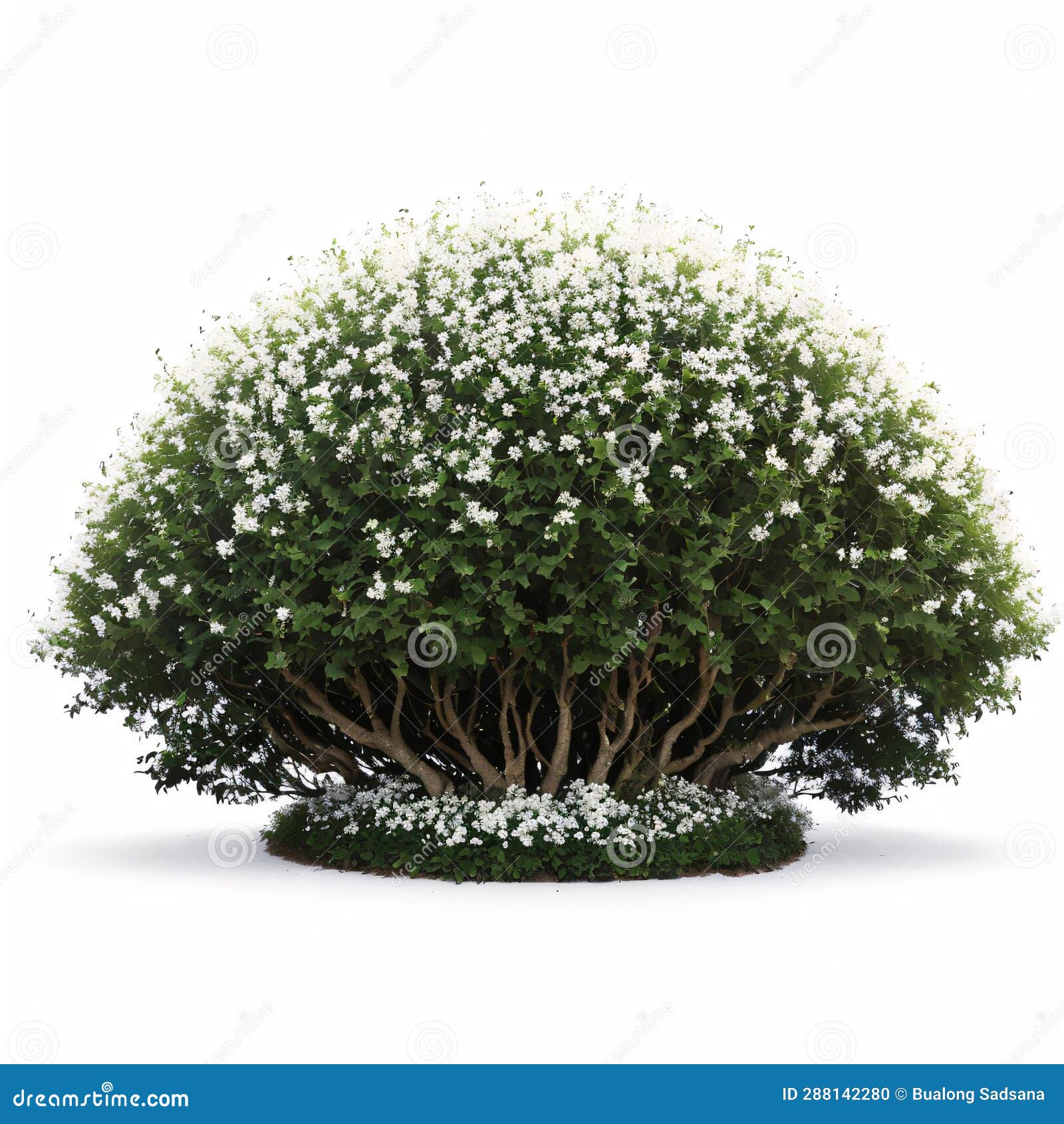 The Bush is Isolated on a White Background. Stock Illustration ...