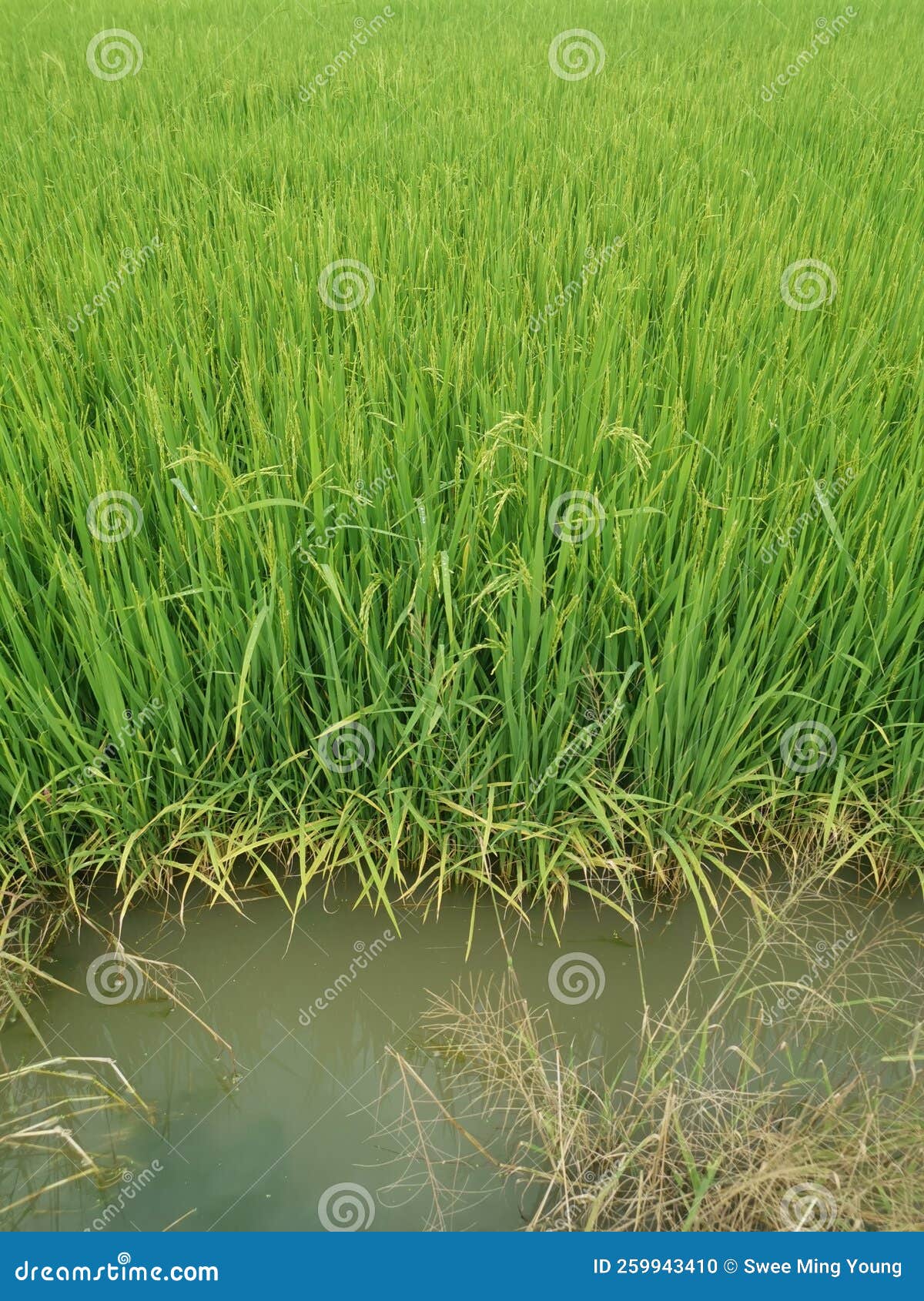 Bushes of the Paddy Rice Grass Growing Healthy. Stock Photo - Image of ...