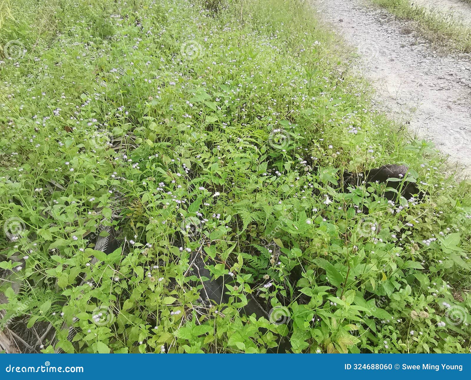 Bushy Meadows of Beautiful Wild Overgrown Vegetation on the Field ...