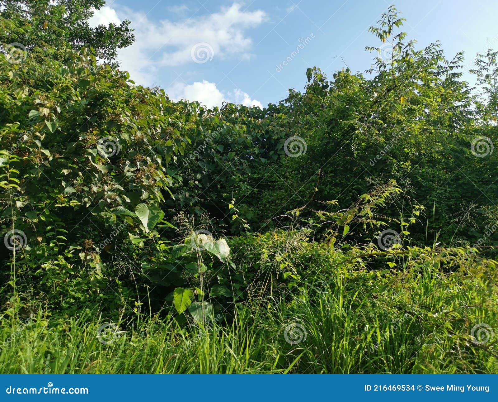 Bushy Overgrowth Vegetation in the Wild Daytime Field. Stock Photo ...