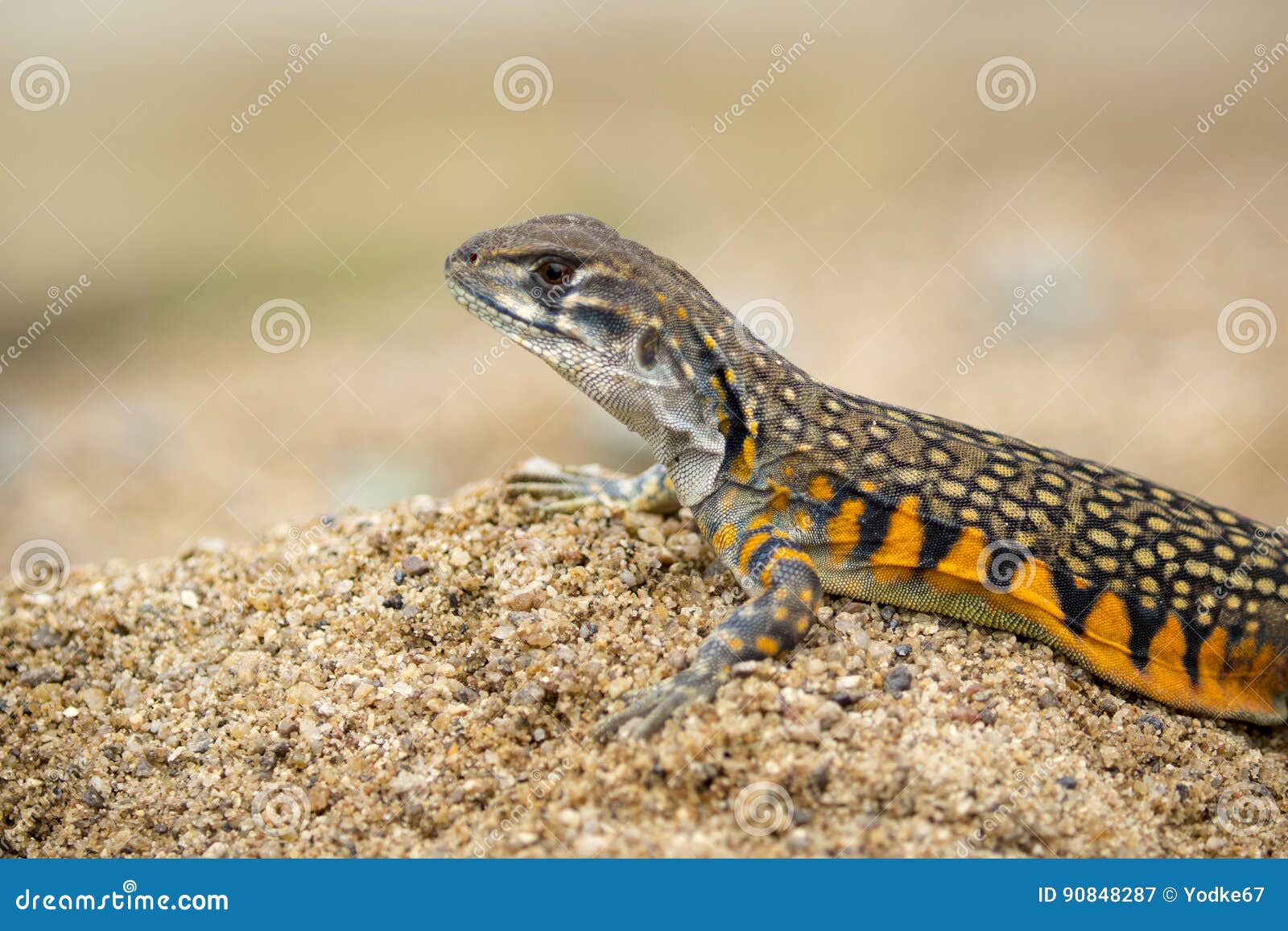 Image of Butterfly Agama Lizard Leiolepis Cuvier on the Sand. Stock ...