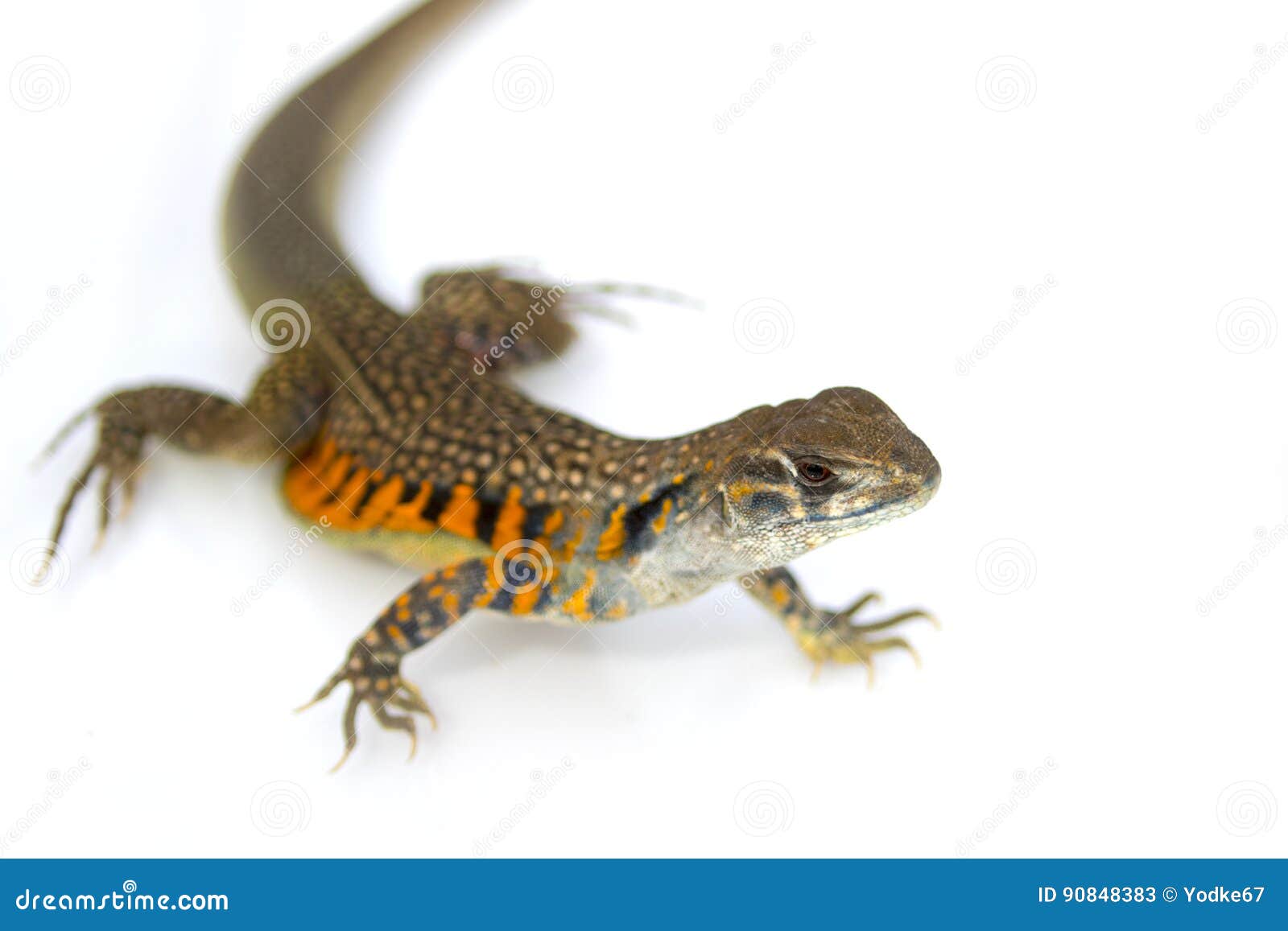 Image of Butterfly Agama Lizard Leiolepis Cuvier on White Back Stock ...