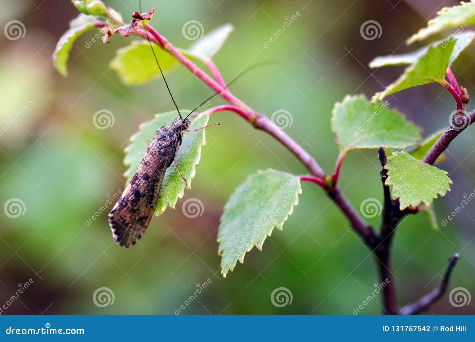 Image of a Caddis Fly Polycentropodidae Resting on a Birch Leaf in Glen ...