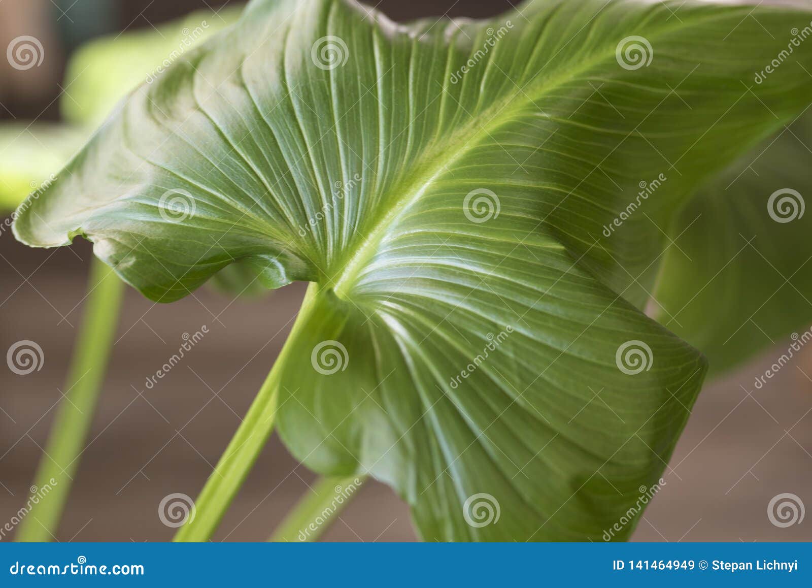 Image of Calla Leaf 2019 Background Stock Image - Image of blossom ...