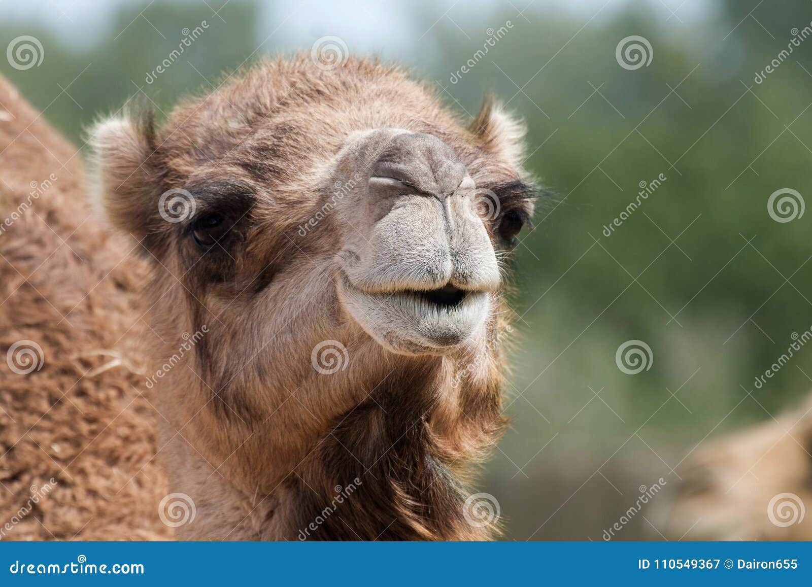Portrait of One Camel Adult Stock Image - Image of color, dromedary ...