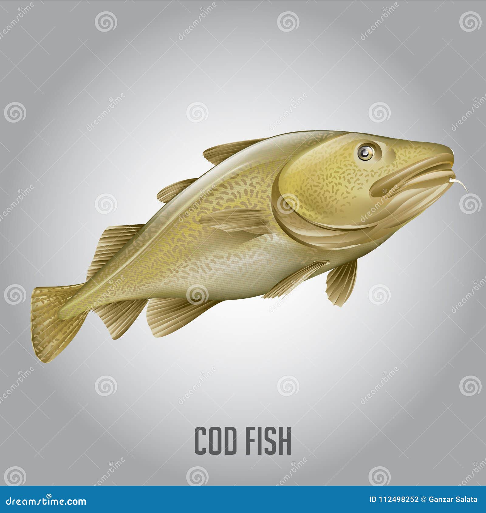 COD Fish Vector Illustration Stock Vector - Illustration of bream ...