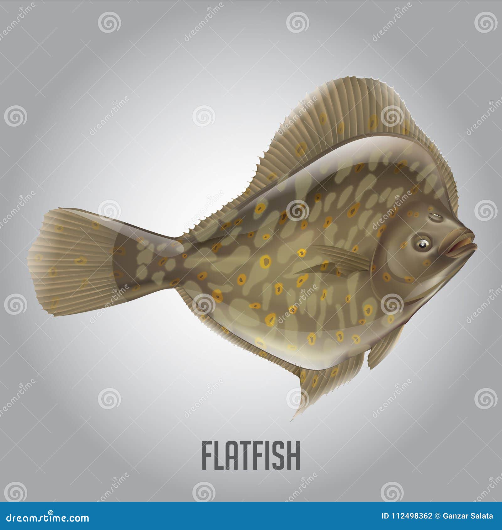 Flatfish Vector Illustration Stock Vector - Illustration of fishing ...