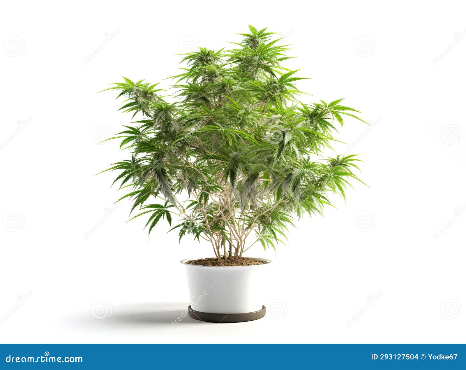 Image of Cannabis Tree on White Background. Illustration, Generative AI ...