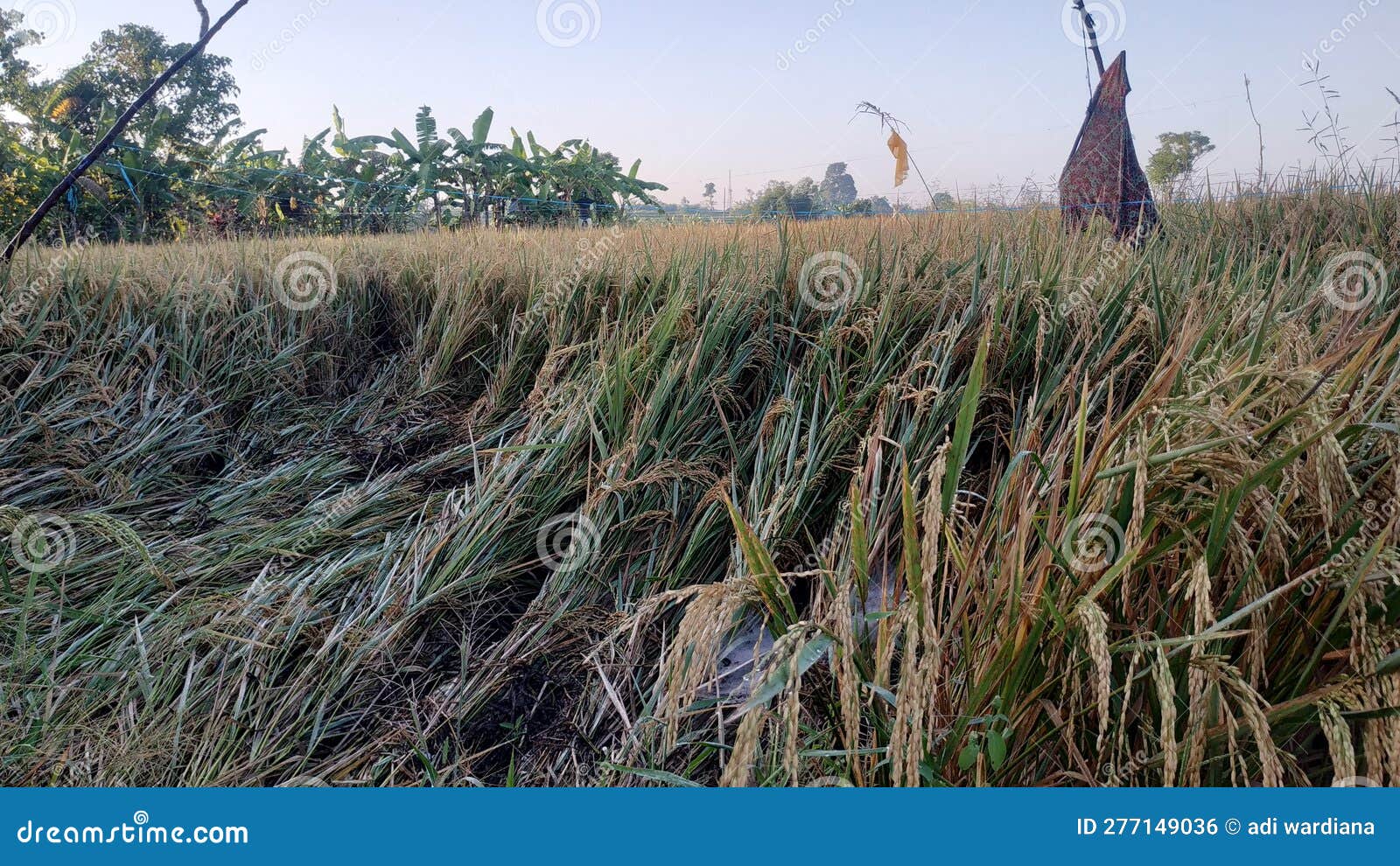 Effects Soil Erosion Crop Production Stock Photos - Free & Royalty-Free ...