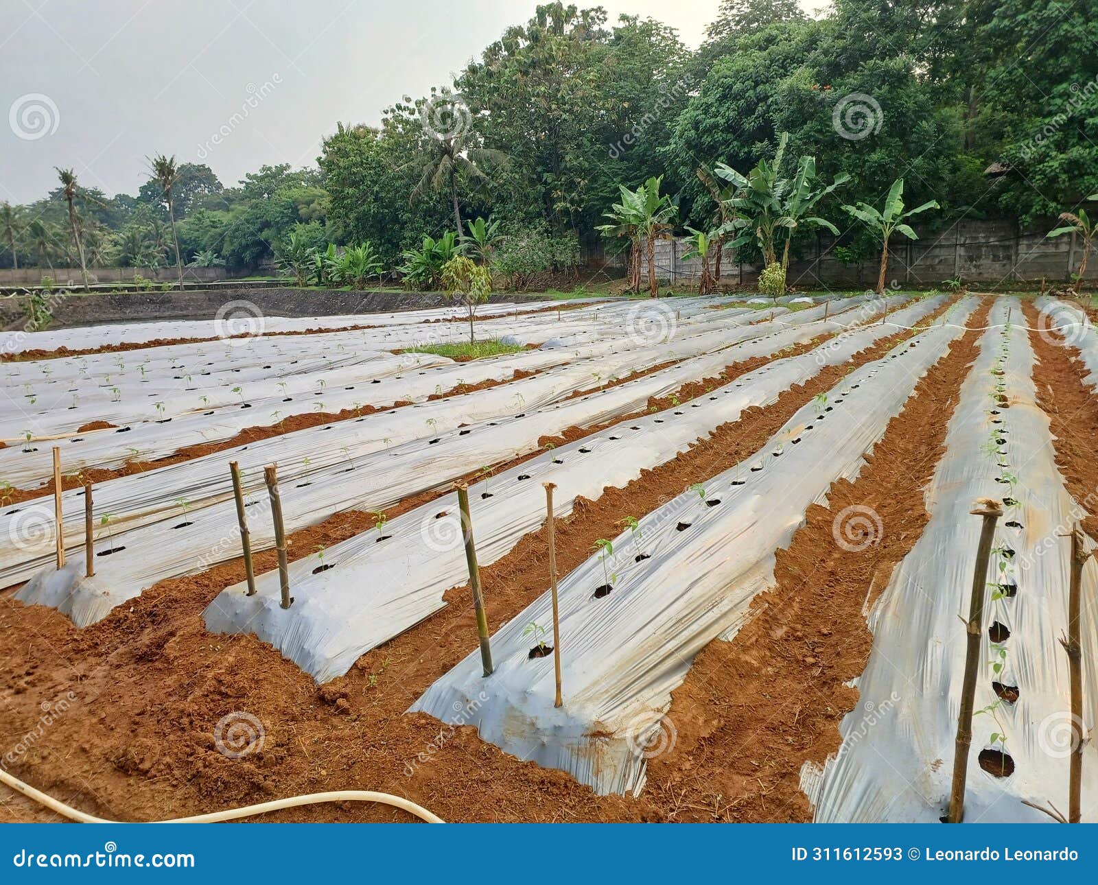 Chili Plantation in Bud: the Charm of Growing Agriculture Stock Image ...