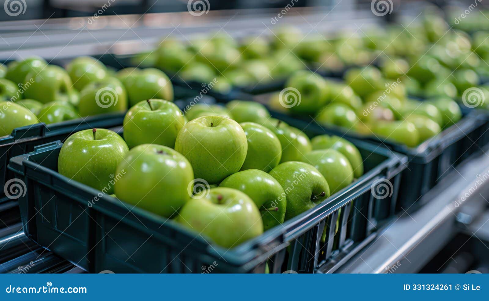 Green Apple Sorting and Packaging on Modern Production Line Stock ...