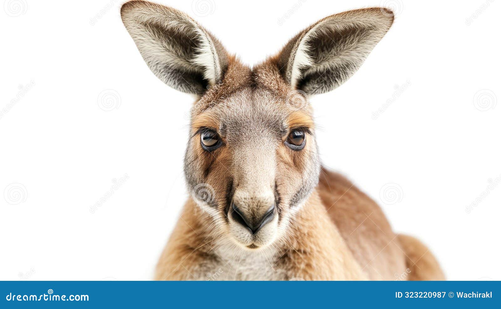 Graceful Kangaroo in Motion Stock Illustration - Illustration of animal ...