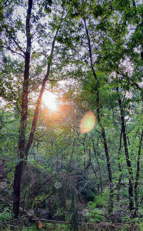 Sunlight Streaming through Forest Canopy Stock Image - Image of natural ...