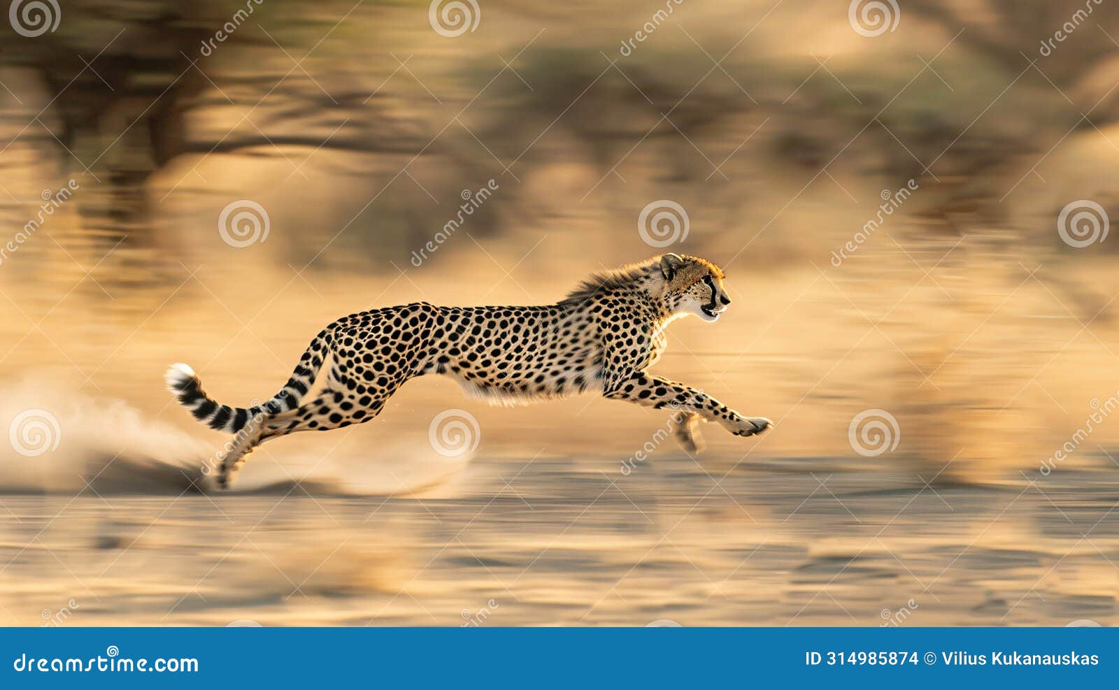 High-Speed Cheetah in Motion Sprinting Cheetah Captured in Dynamic Blur ...