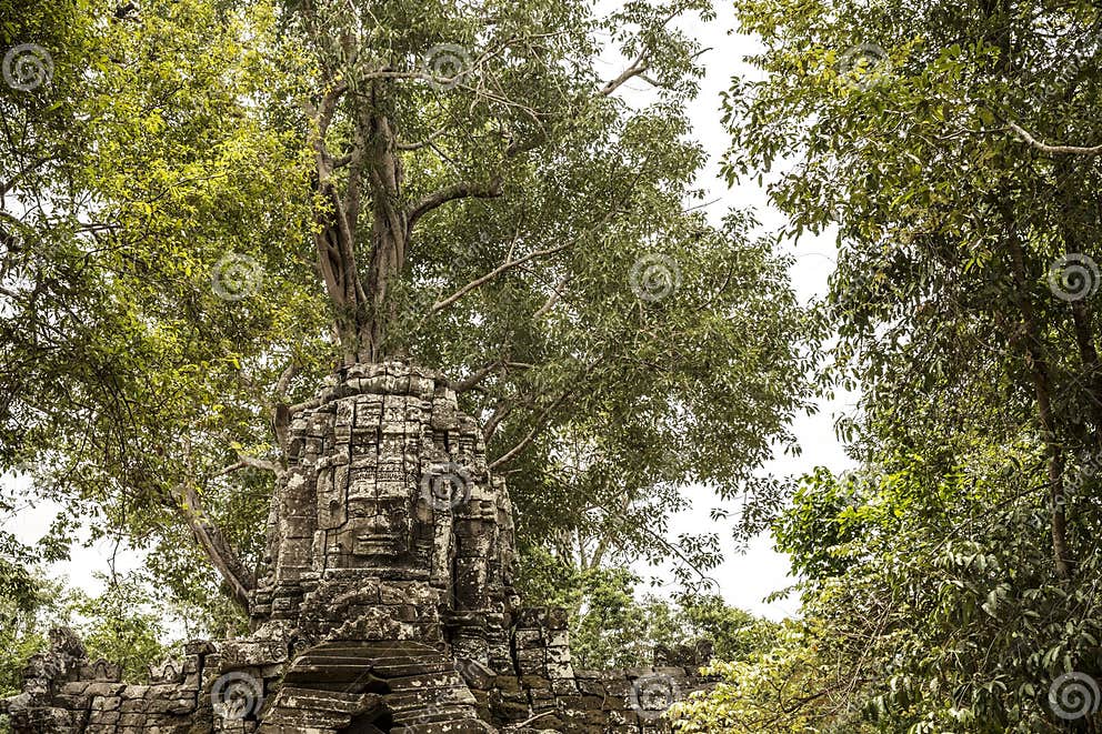 Tree Growing from Angkor Thom Temple, Cambodia Stock Photo - Image of ...
