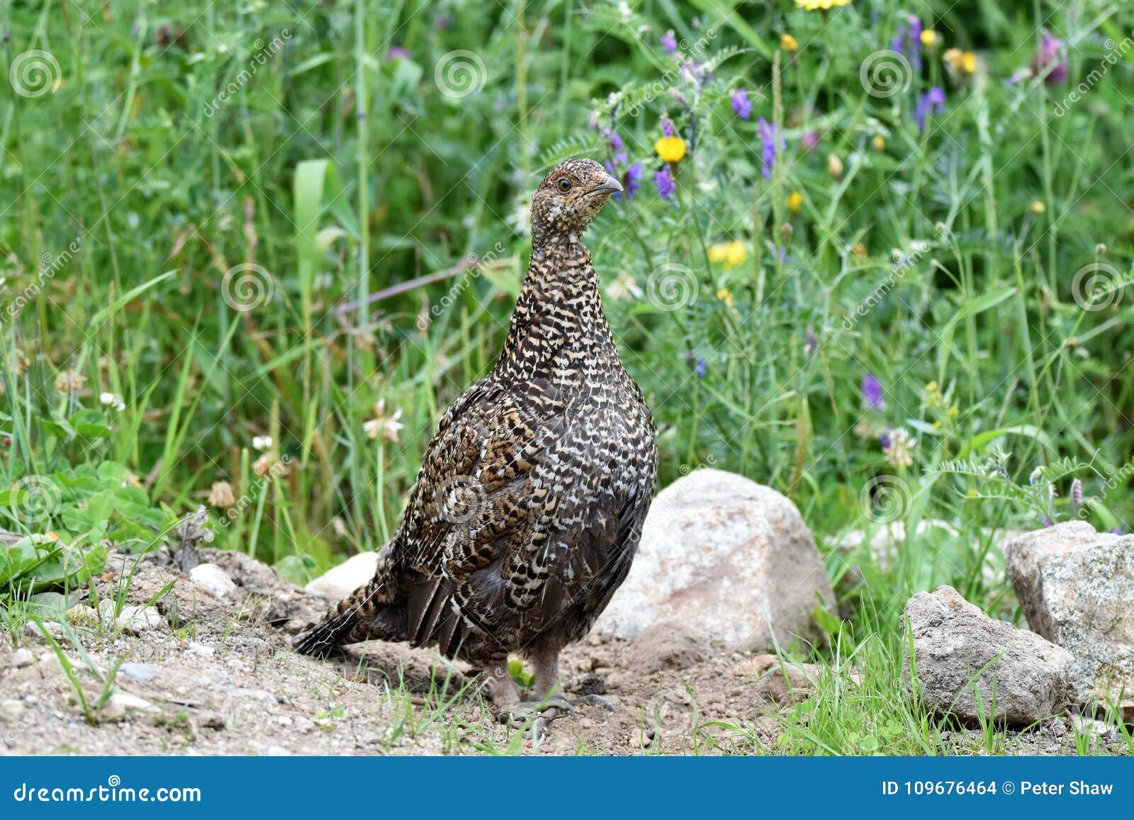 Ruffed Grouse, Grouse Mountain, Whistler, British Columbia. Stock Photo ...