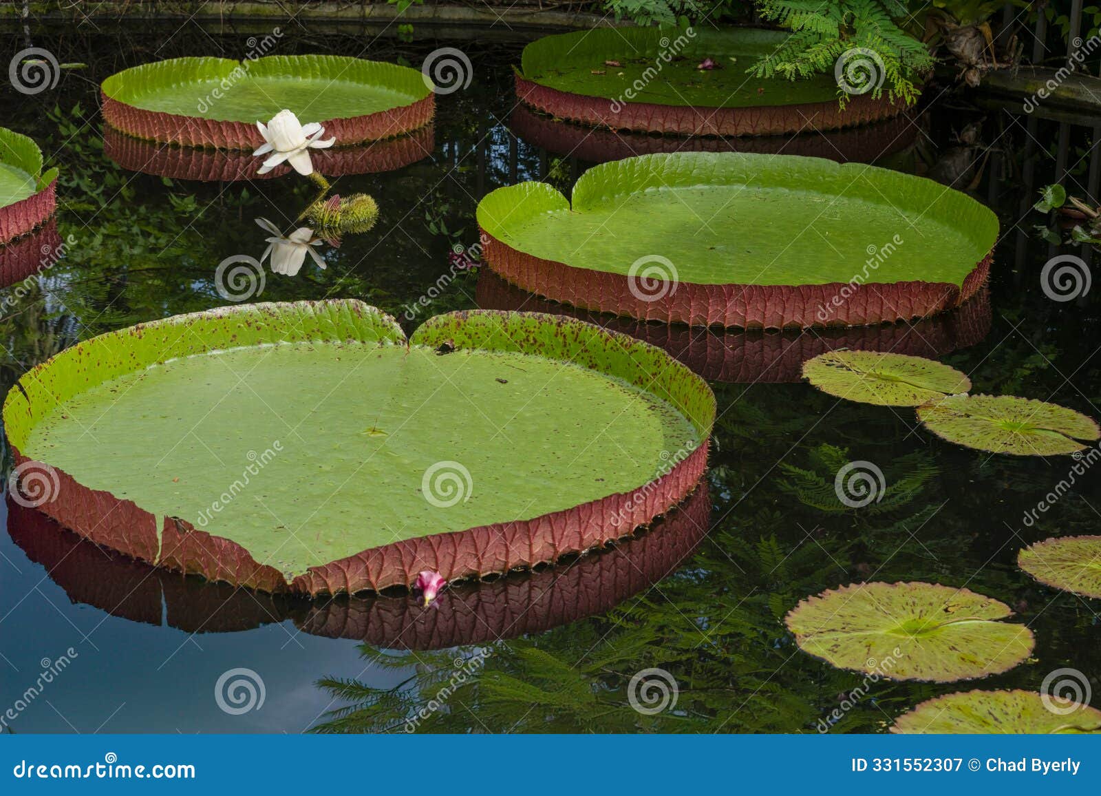 This Image Captures Several Large, Green Lily Pads with Slightly Raised ...