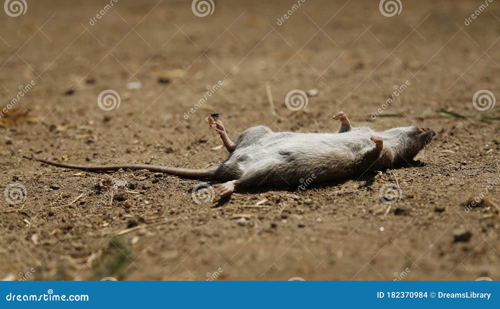 Dead Rat in the Dirt stock photo. Image of carcass, animal - 182370984
