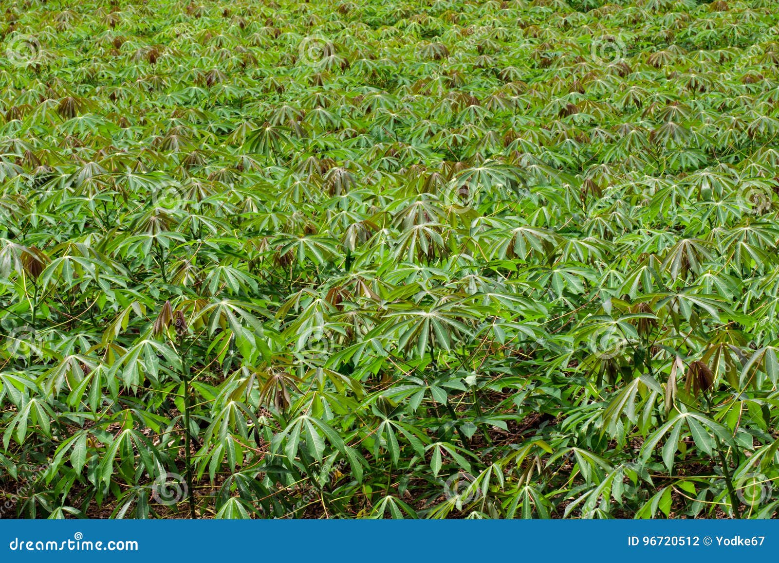 Image Of Cassava Plantation In The Field.Young Shoots Of Green Cassava ...