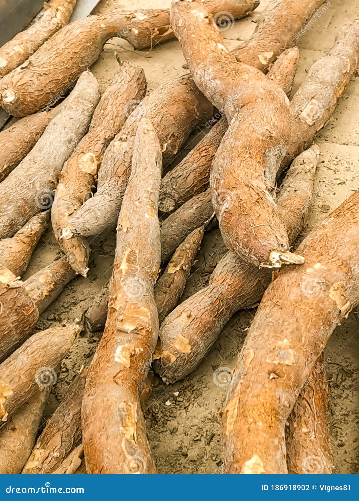 Cassava tuber stock photo. Image of food, tapioca, cassava - 186918902