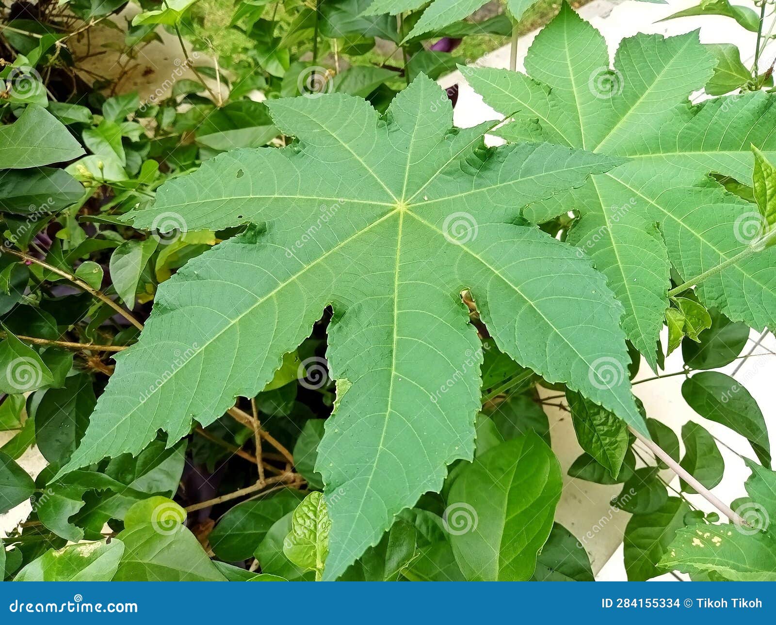 Image of Castor Leaf Plant Ricinus Communis Stock Photo - Image of ...