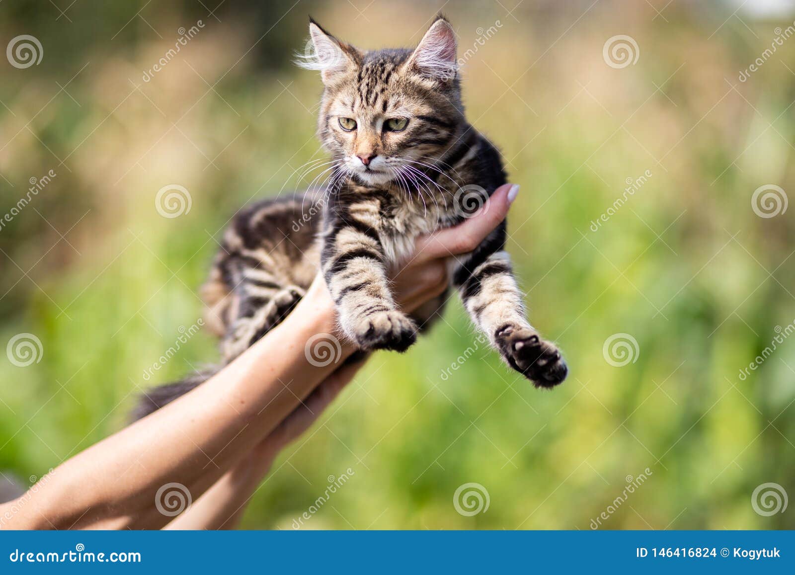 Cat on hands stock photo. Image of cats, kitty, kitten - 146416824