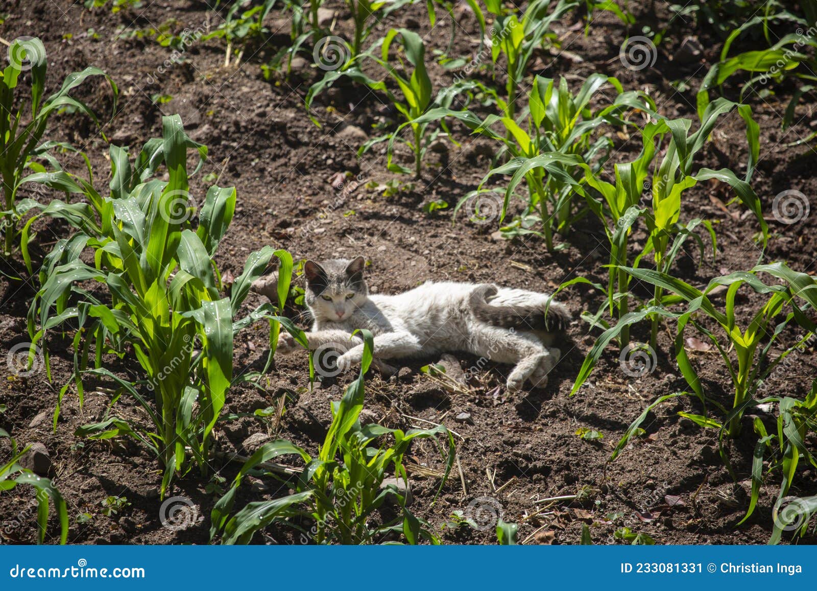 Image of a Cat Resting in a Field of Corn. Stock Image - Image of ...