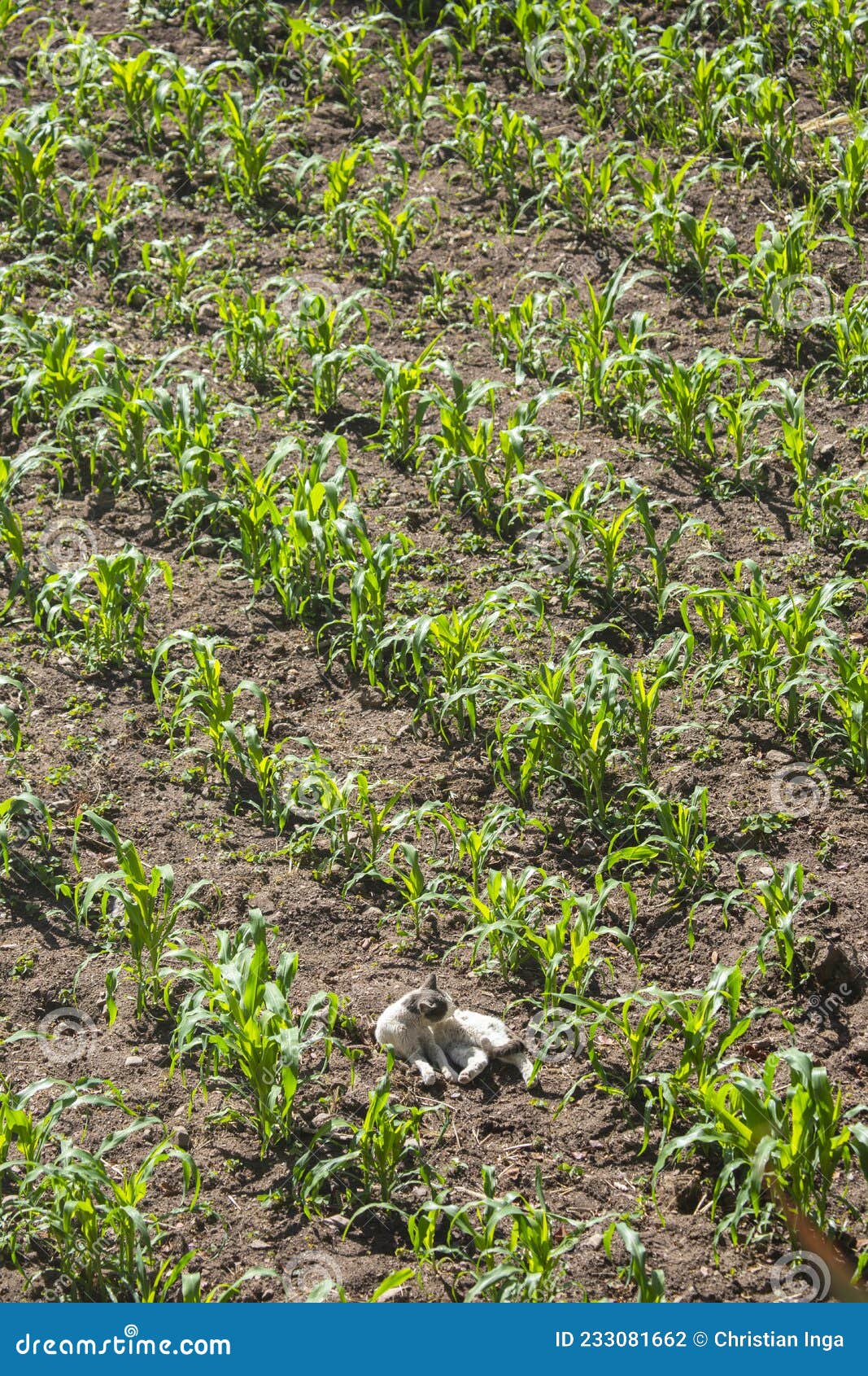 Image of a Cat Resting in a Field of Corn. Stock Photo - Image of ...