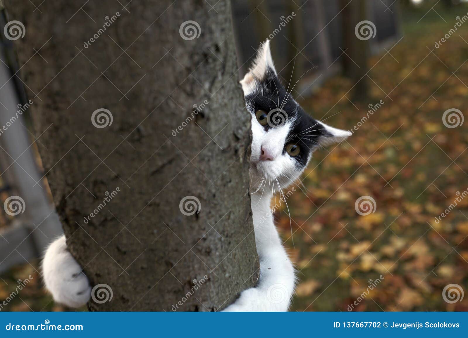 Funny cat on tree stock photo. Image of funny, animal - 137667702