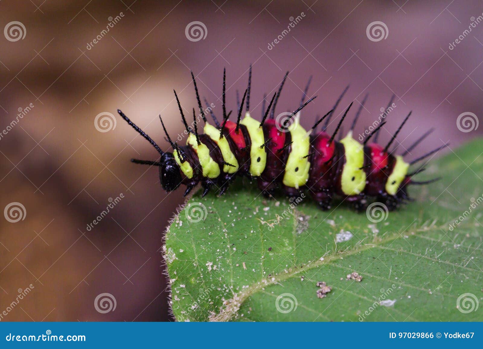 Image of a Caterpillar Bug on Green Leaves. Insect Stock Photo - Image ...