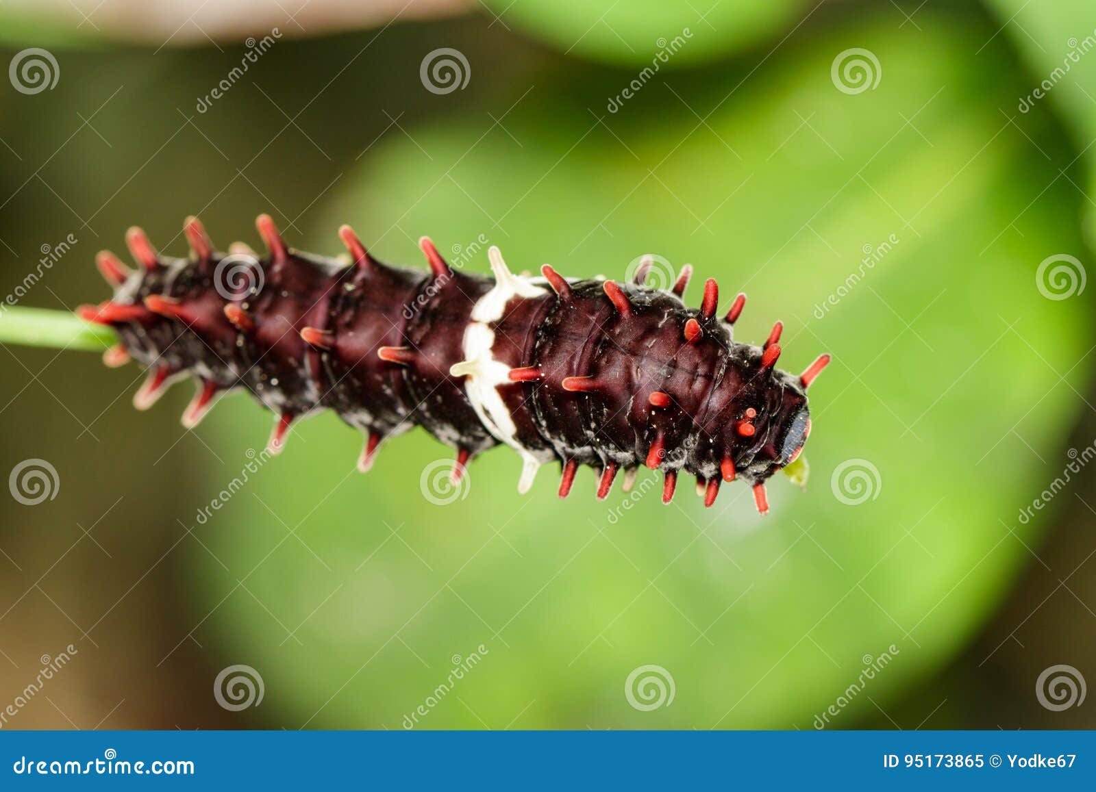 Image of a Caterpillar Bug on Nature Background. Stock Image - Image of ...