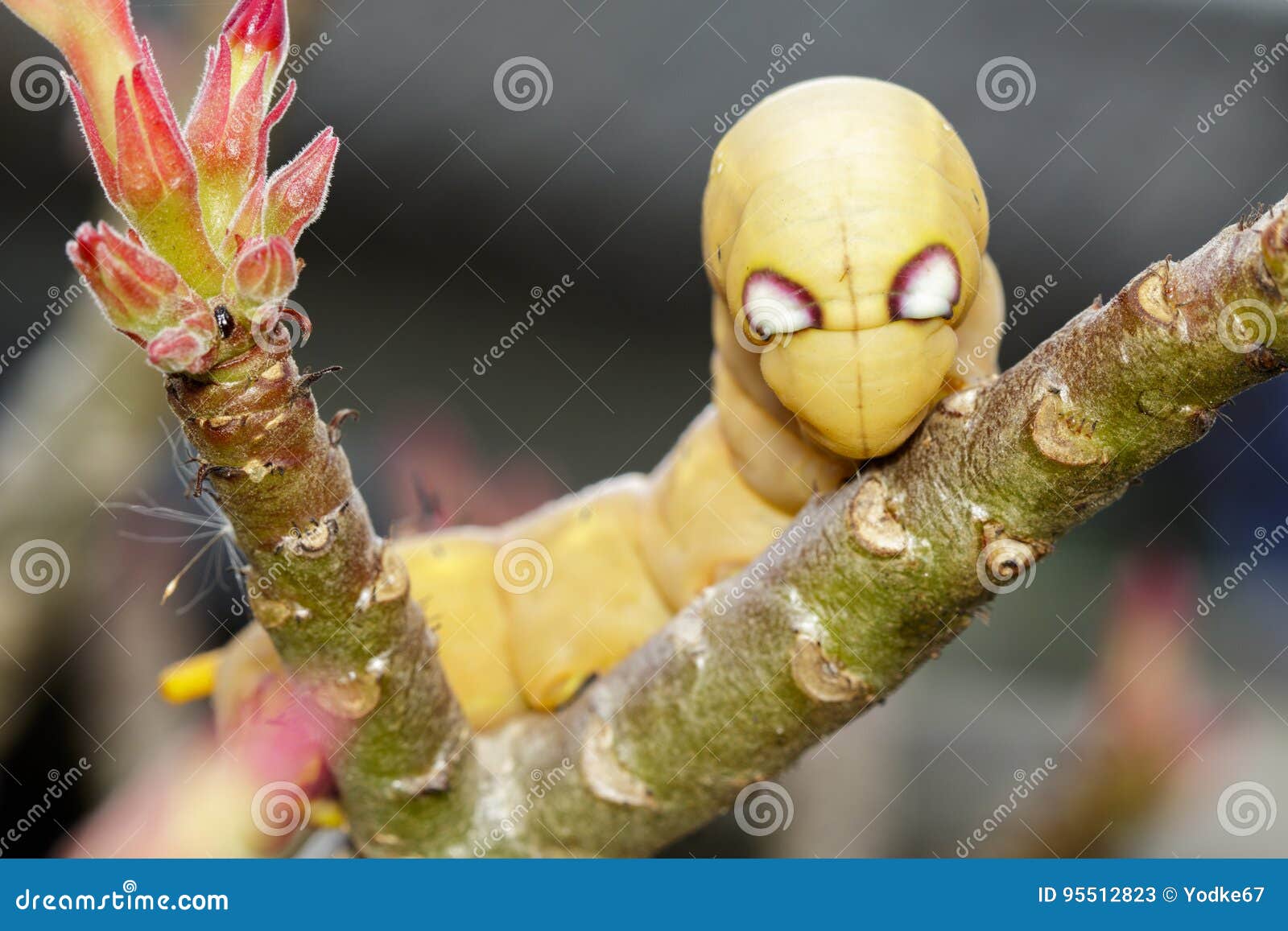 Image of Caterpillar Oleander Hawk-moth Daphnis Nerii. Stock Image ...