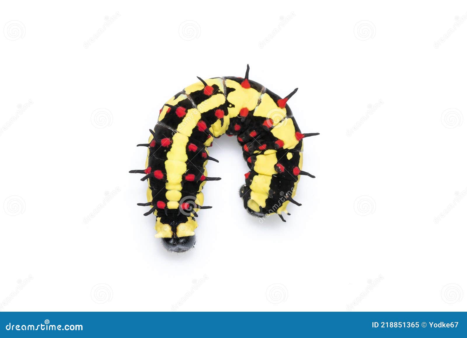 Image of Caterpillars of Common Mime Isolated on White Background ...