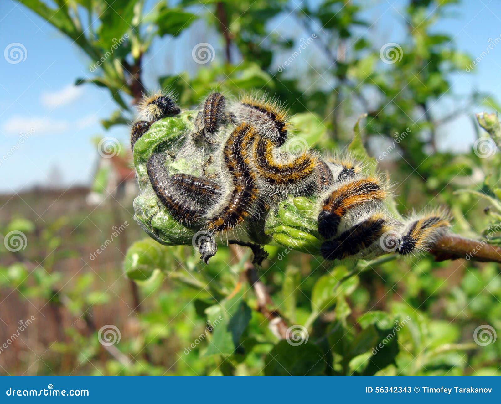 Image Of Caterpillars Of Common Mime Isolated On White Background ...