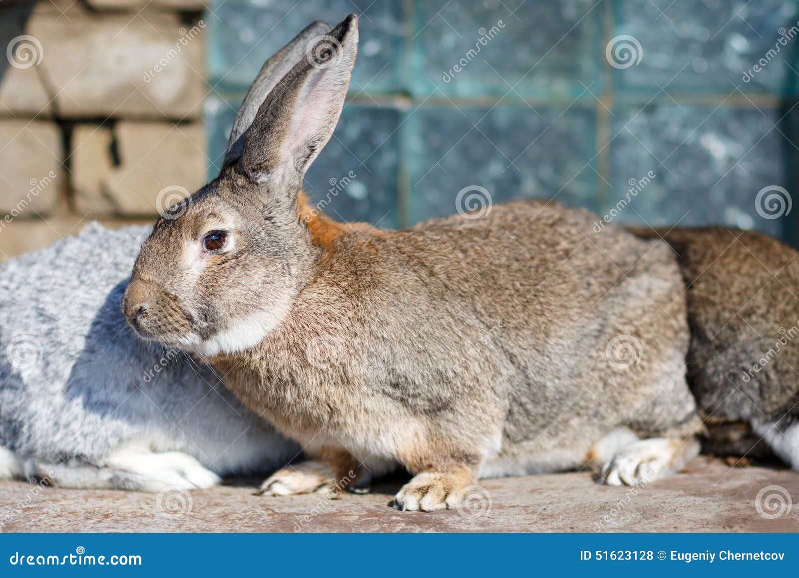 Image of Cautious Grey Bunny Stock Photo - Image of muzzle, outdoor ...