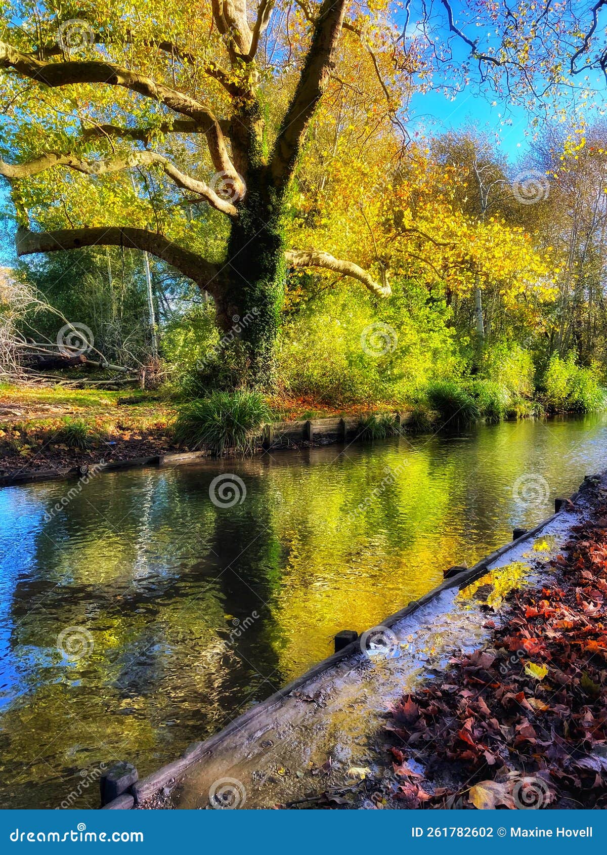 Oak Tree Reflecting in River Stock Photo - Image of trees ...