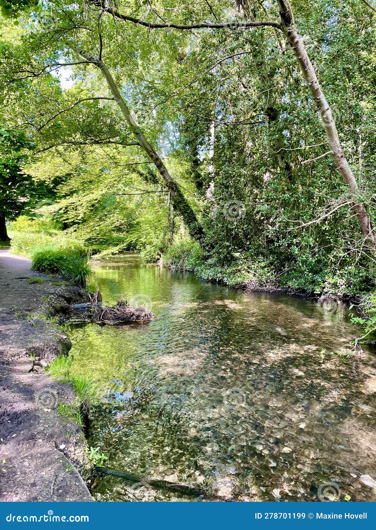 Trees overhanging a river stock image. Image of flower - 278701199