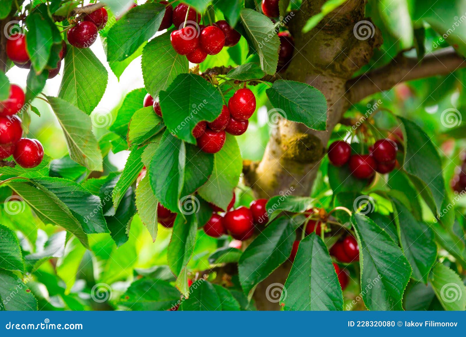 Image of a Cherry Cluster on a Branch Stock Photo - Image of bunch ...