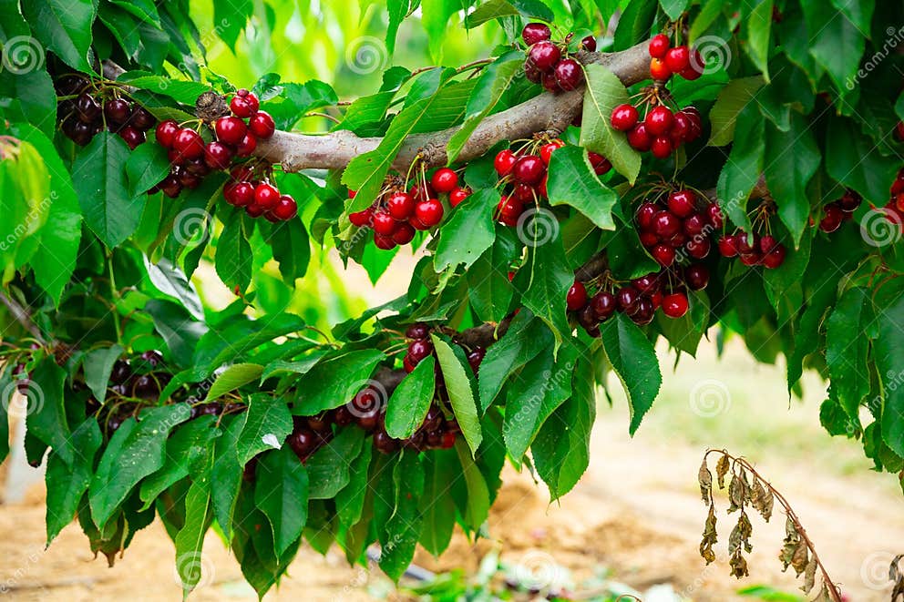 Image of a Cherry Cluster on a Branch Stock Image - Image of nature ...