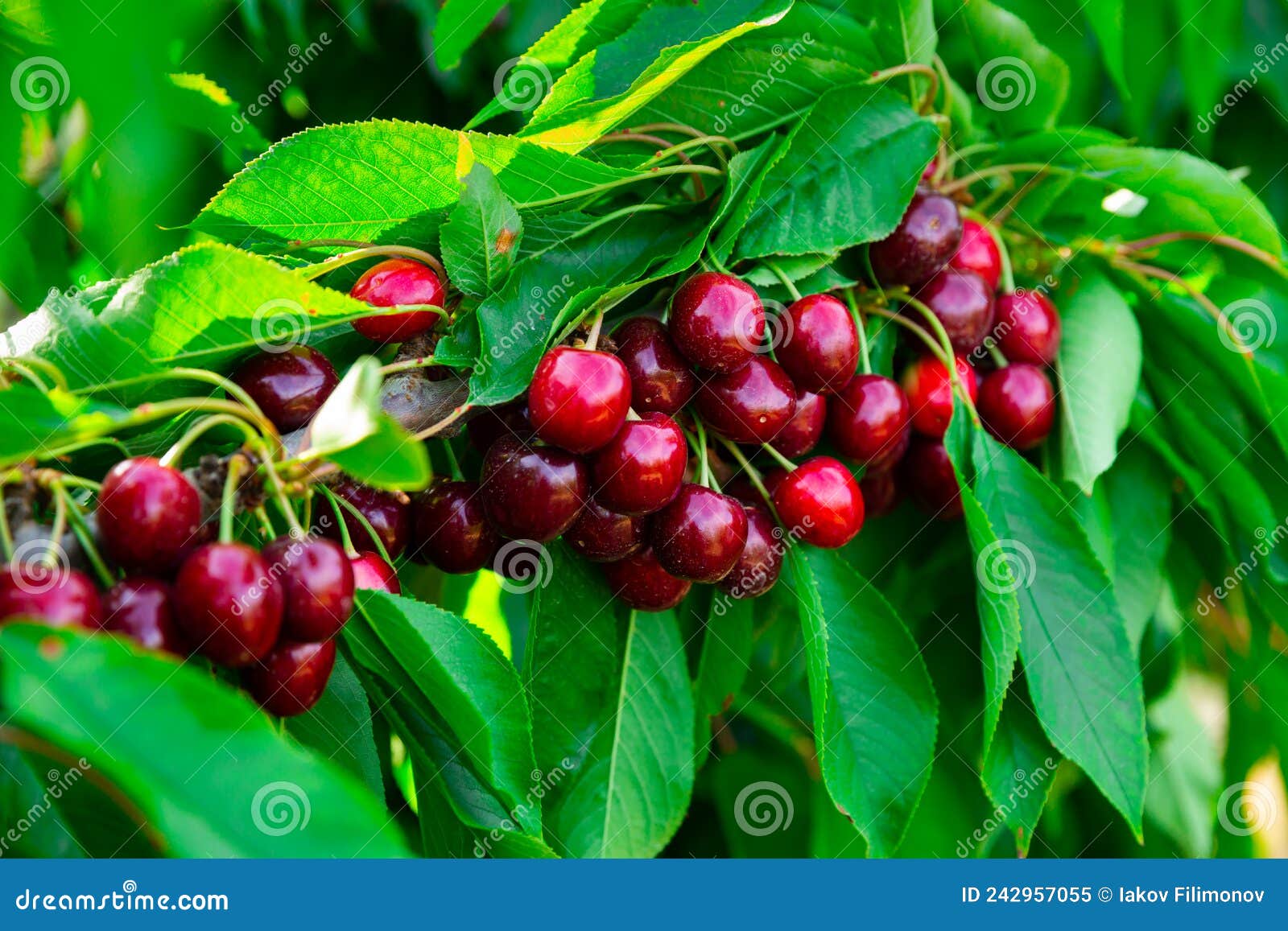 Image of a Cherry Cluster on a Branch Stock Image - Image of street ...
