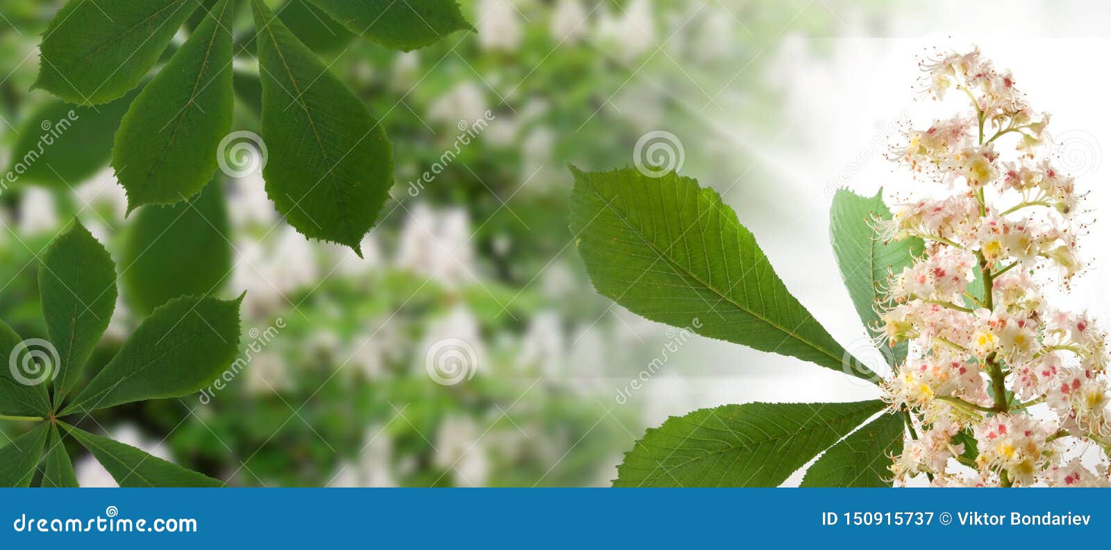Image of Chestnut Tree Bloom in the Garden Stock Image - Image of tree ...