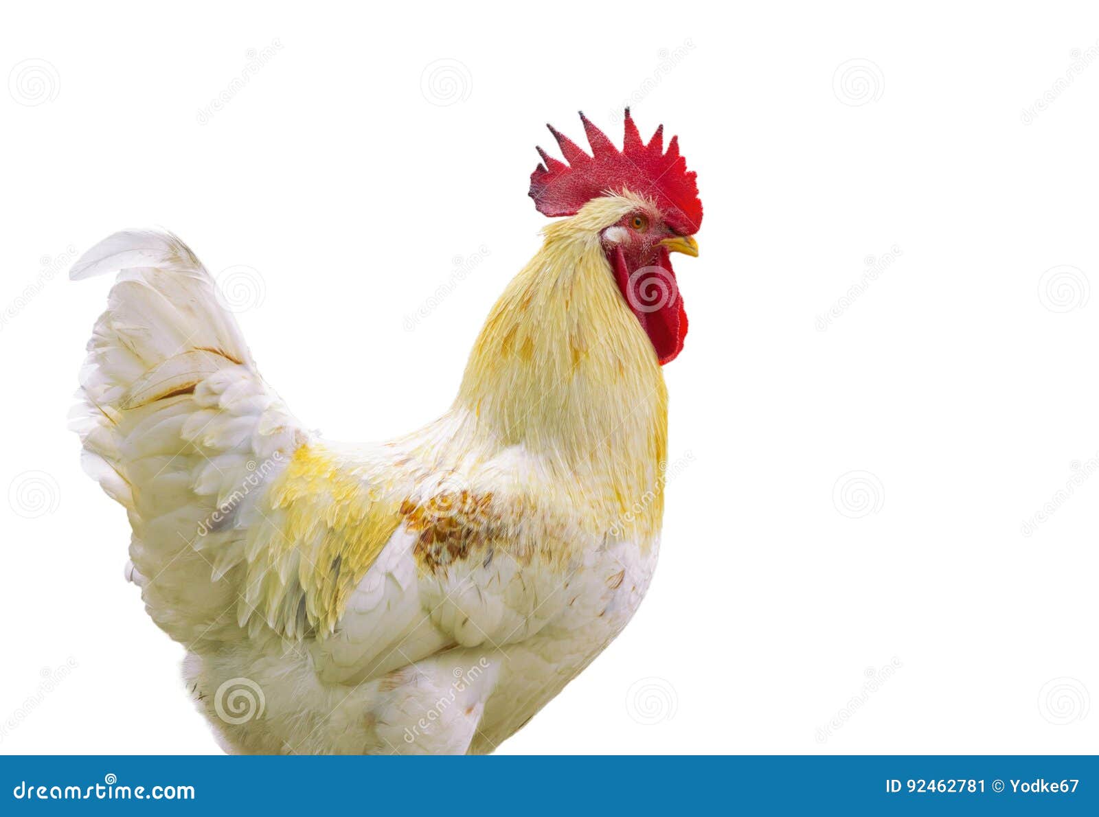 Image of Chicken Isolated on White Background. Stock Image - Image of ...
