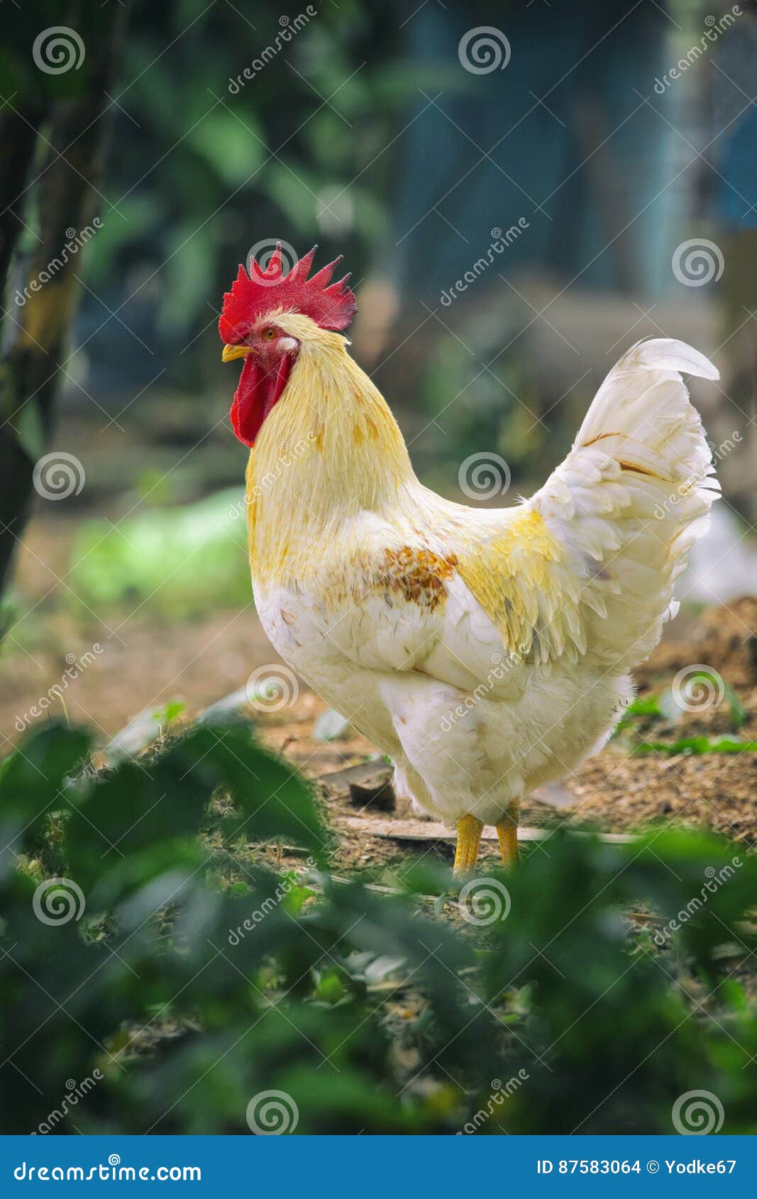 Image of a Chicken on Nature Background. Stock Photo - Image of food ...