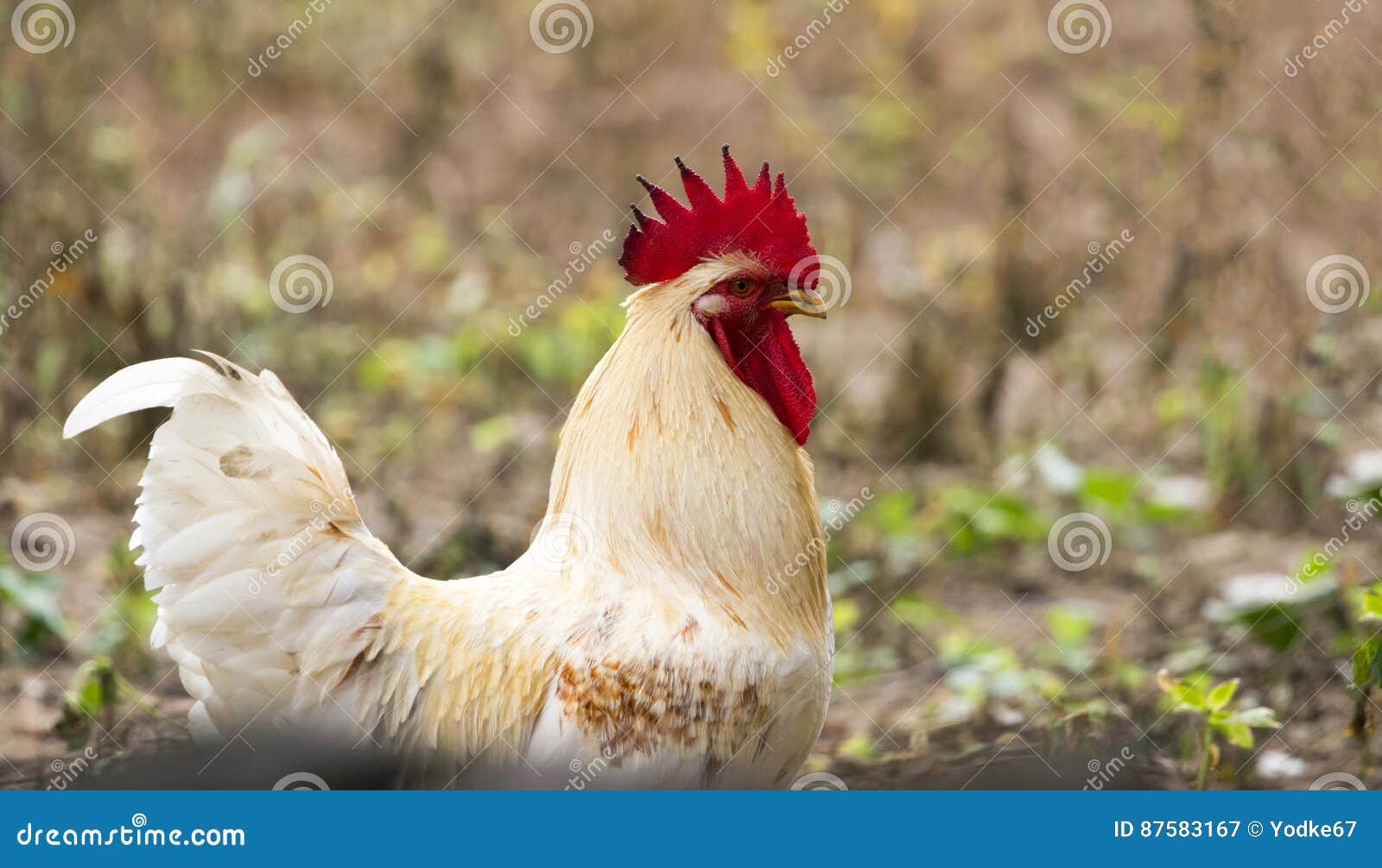Image of a Chicken on Nature Background. Stock Image - Image of grass ...