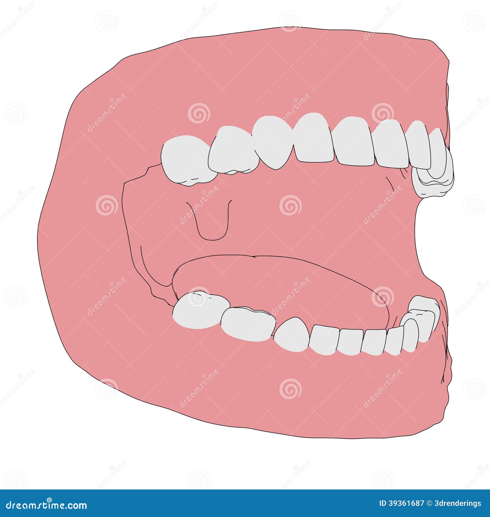 Child Teeth Dentition Anatomy With Descriptions. Child Upper And Lower ...