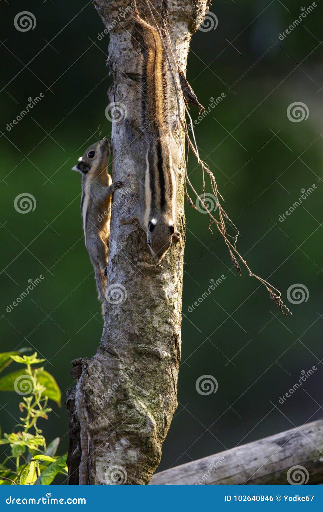 Image of Chipmunk Small Striped Rodent on Tree. Animals. Stock Photo ...