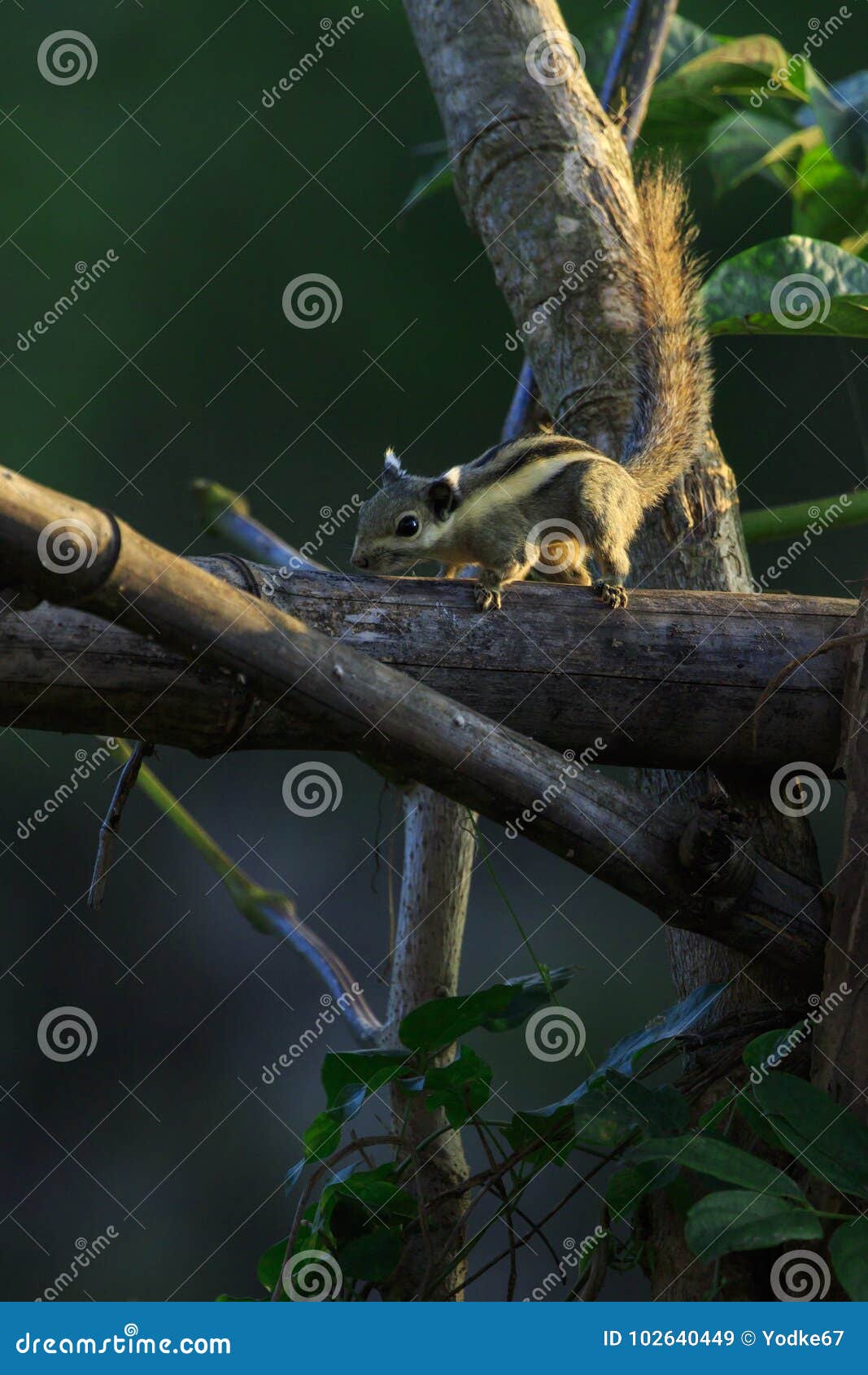 Image of Chipmunk Small Striped Rodent on Tree. Animals. Stock Image ...