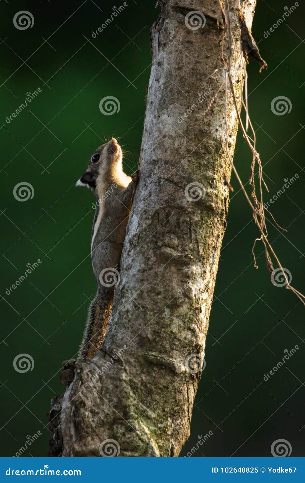 Image of Chipmunk Small Striped Rodent on Tree. Stock Image - Image of ...