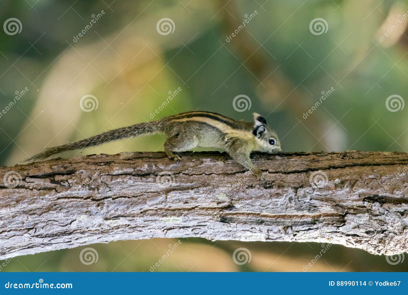 Image of Chipmunk Small Striped Rodent on Tree. Stock Photo - Image of ...