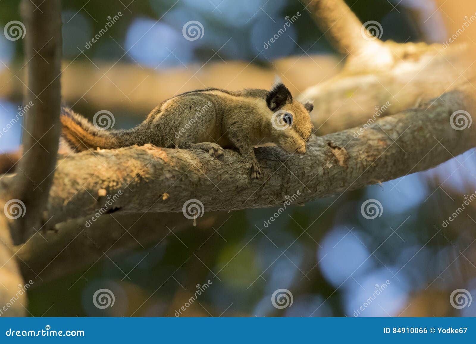 Image of Chipmunk Small Striped Rodent. Stock Photo - Image of chipmunk ...